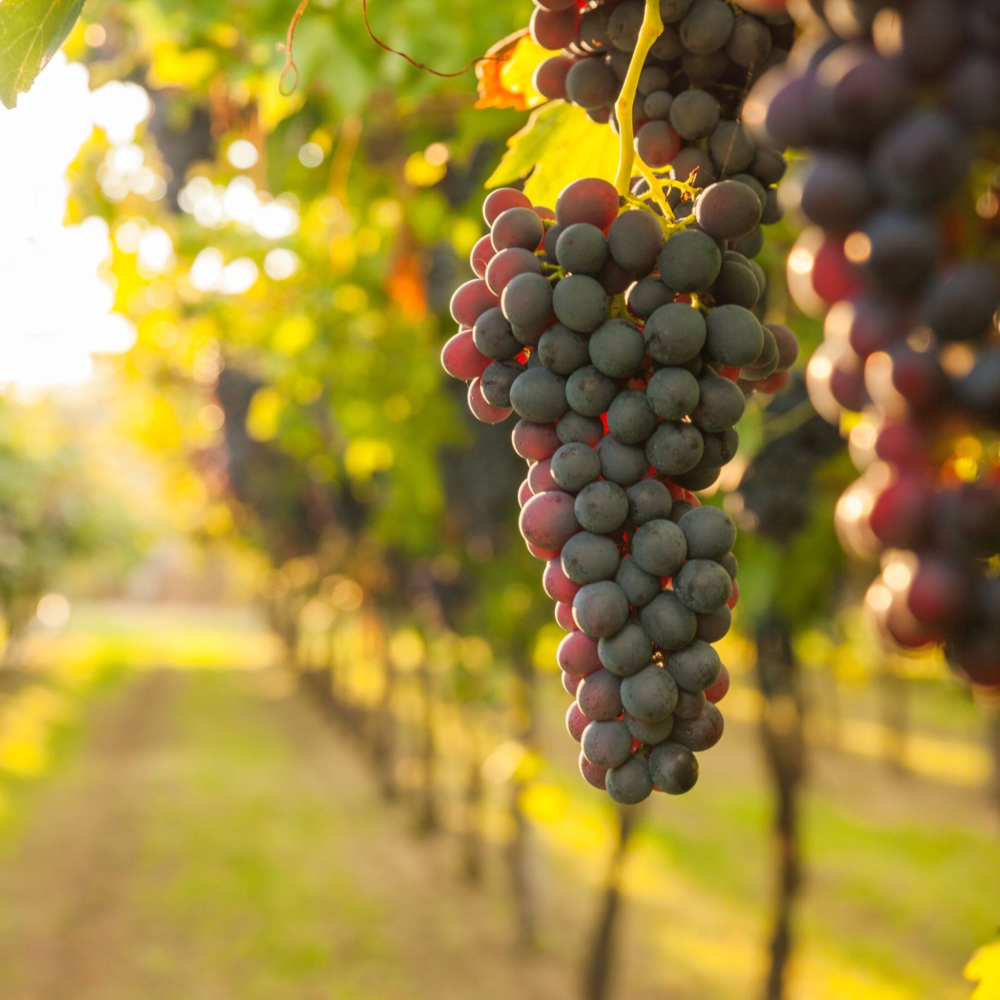 WineDirect Fulfillment